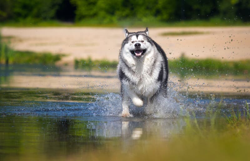 Big dog running stock image. Image of jump, happy, black - 204482097