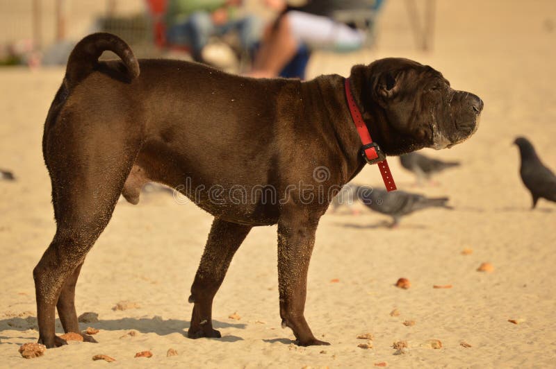 Big dog is on the sand stock photo. Image of clouds, goods - 95804818