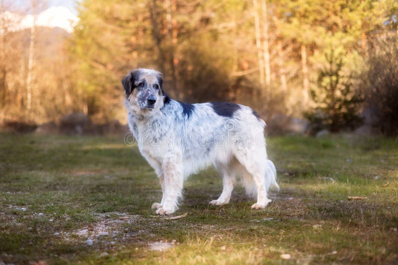 25,122 Dog Side View Stock Photos - Free & Royalty-Free Stock Photos ...