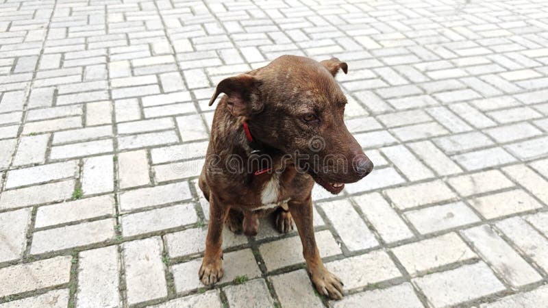 Big Brown Dog Sitting on the Ground Stock Video - Video of obedient ...