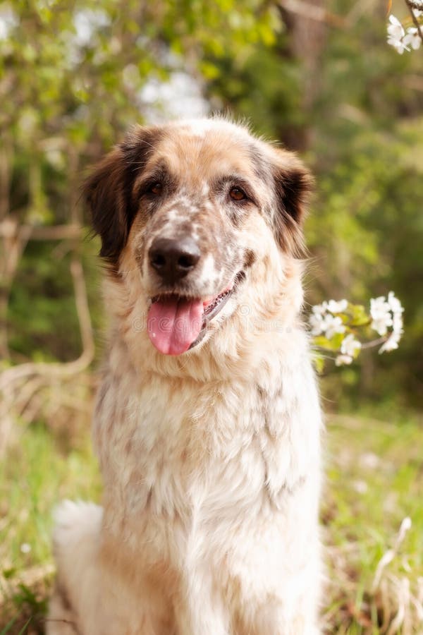 Big Dog Sitting and Spring Blossom Trees Stock Image - Image of brown ...