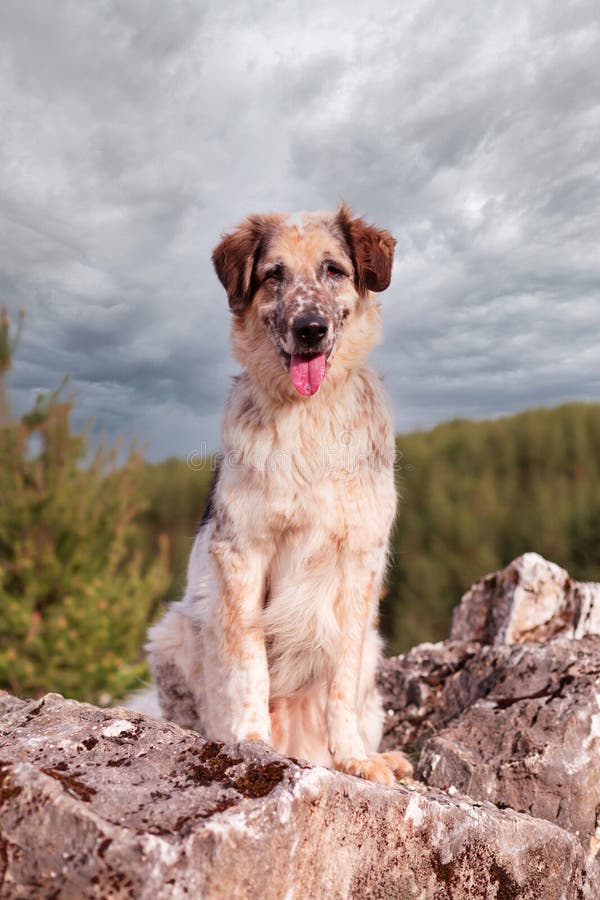 Big Dog Sitting on the Stone in the Forest Stock Photo - Image of ...