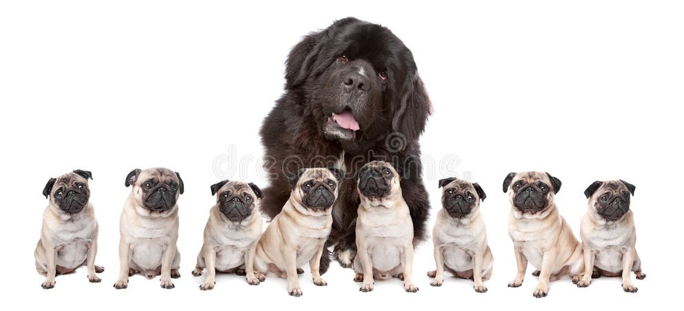 Group Eight Dogs Stock Photos - Free & Royalty-Free Stock Photos from ...