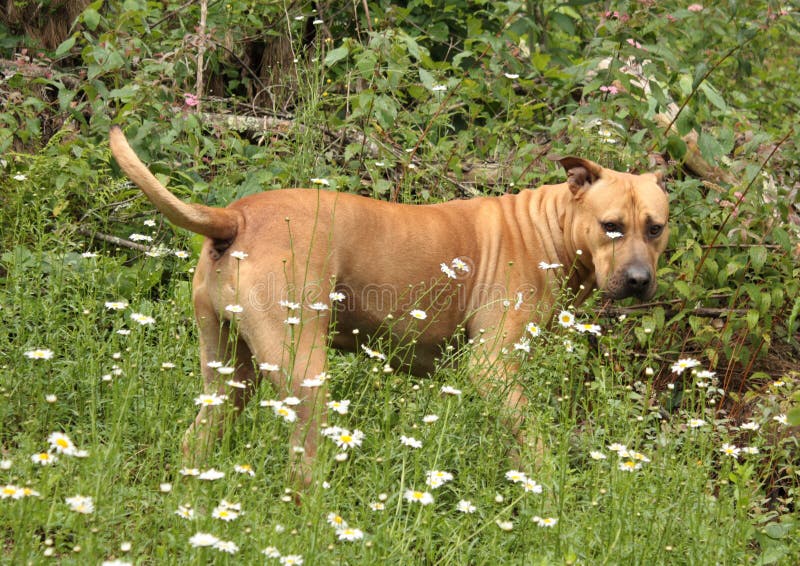 Big dog stock image. Image of friendly, critter, companion - 56318657