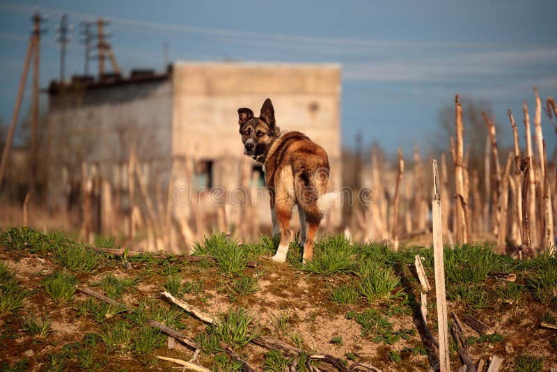 Big Dog for a Walk in the Afternoon Back View Stock Image - Image of ...