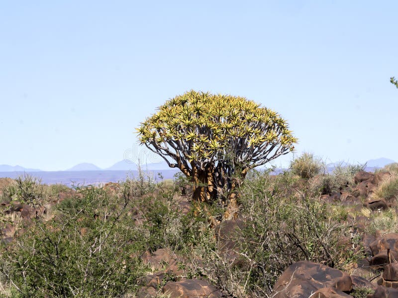 Big Dragon Tree Central Namibia. Stock Image - Image of landscape ...