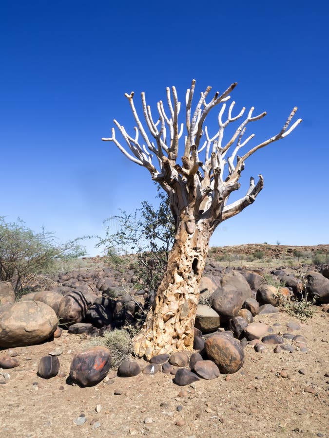 Big Dragon Tree Central Namibia. Stock Photo - Image of rocks, natural ...