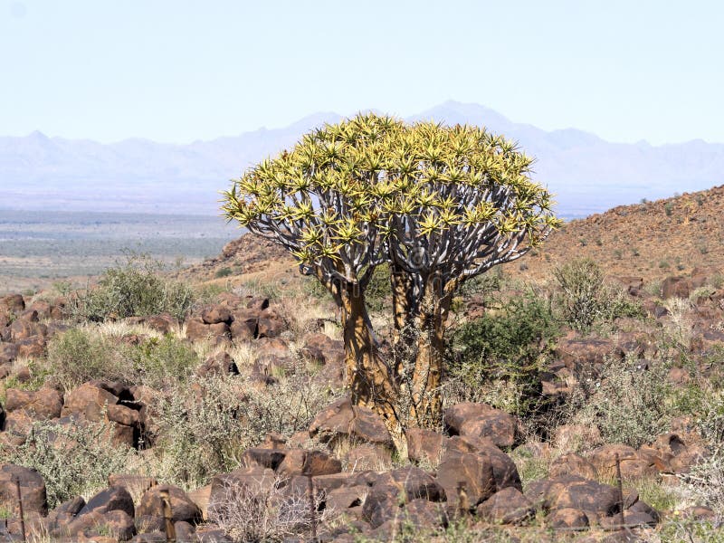 Big Quvier Tree Central Namibia. Stock Photo - Image of scenic, rocks ...