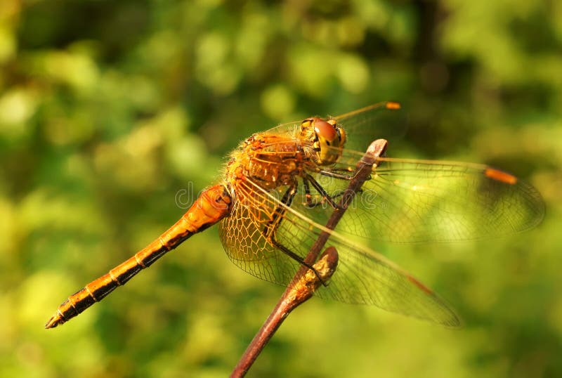 The big dragonfly stock photo. Image of antenna, macro - 20083160