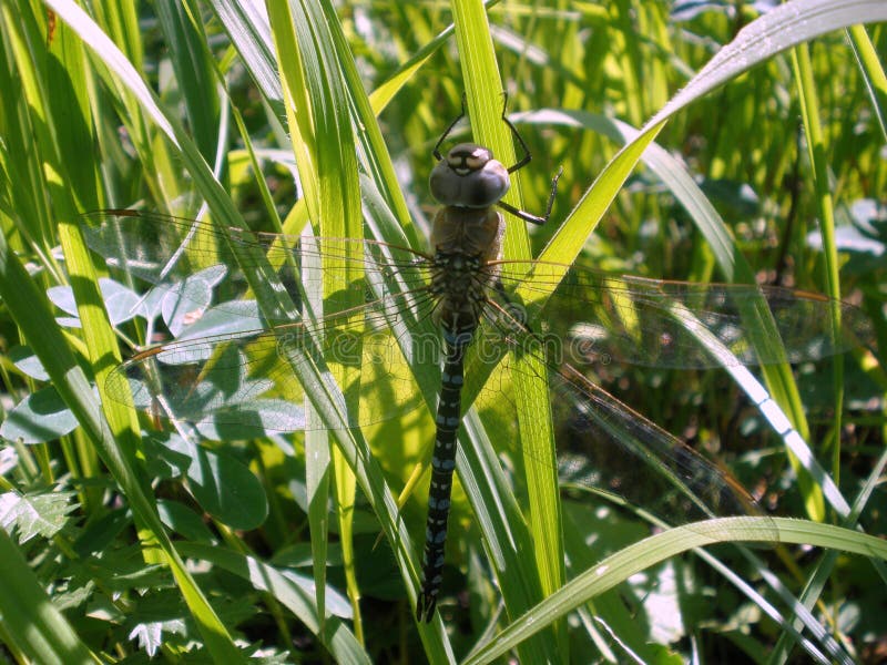 Big Dragonfly Closeup on a Background of Green Grass. Stock Image ...