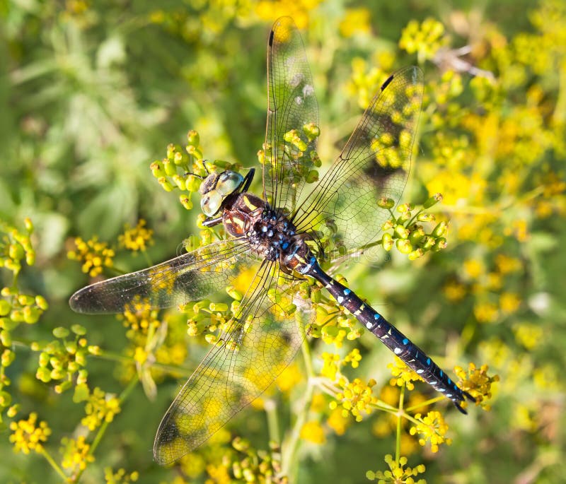 Big Dragonfly on the Grass Flower Stock Photo - Image of damselfly ...