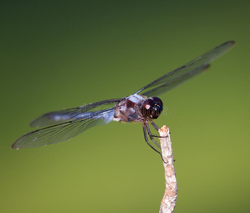 Big dragonfly stock image. Image of wood, blue, wings - 39274723