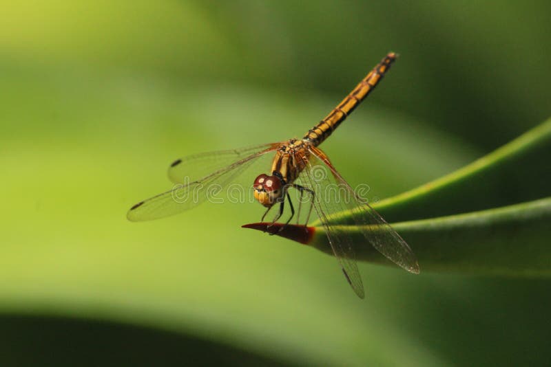 Big Dragonfly Orange Colour Stock Photo - Image of animal, leaf: 261693844