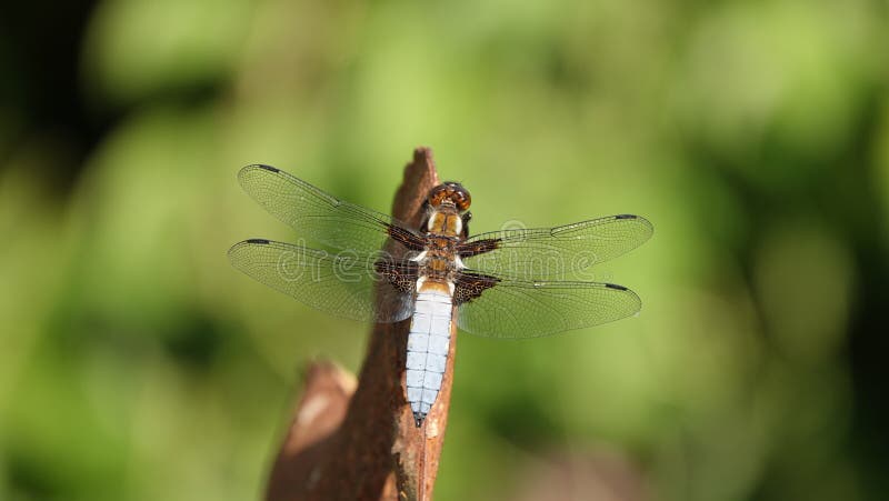 Big Dragonfly on Rusty Underground Stock Image - Image of dragonfly ...