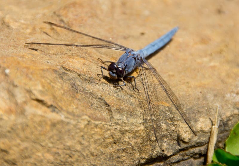 Big dragonfly stock image. Image of environment, hunting - 47495777