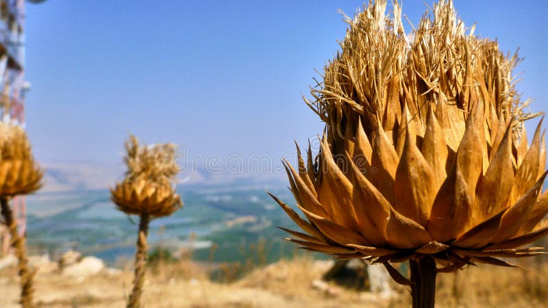 Big Dried Bur in the Desert Stock Image - Image of summer, dried: 90780273