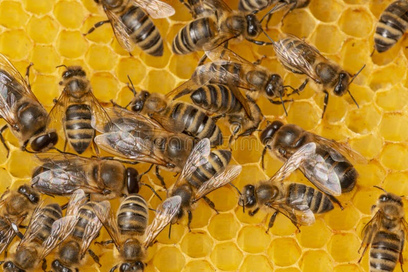 Big Drone Bees Male Honey Bee Stock Photo - Image of apiculture, frame ...