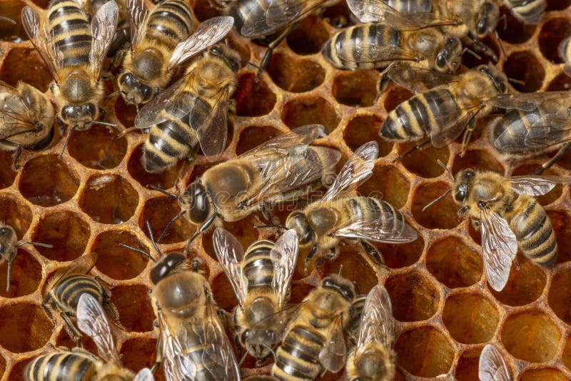 Big Drone Bees Male Honey Bee Stock Photo - Image of nature, animal ...