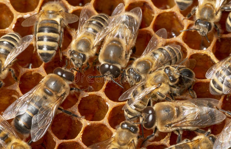 Big Drone Bees Male Honey Bee Stock Photo - Image of macro, close ...