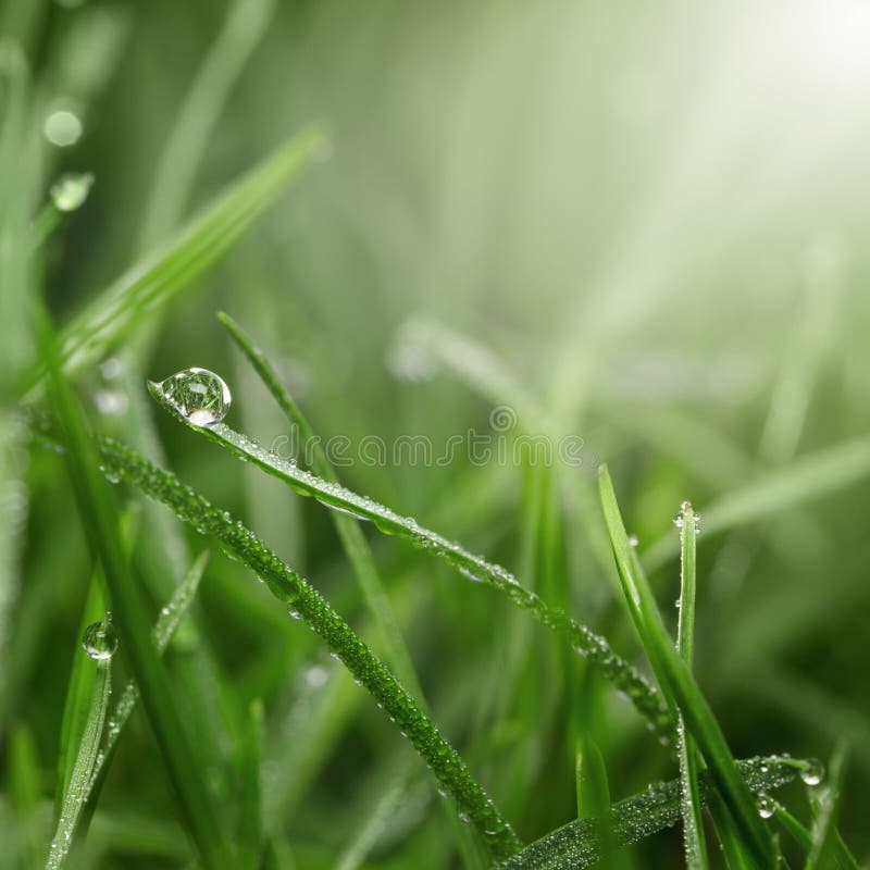 Big drop on grass stock photo. Image of purity, outdoor - 137106026
