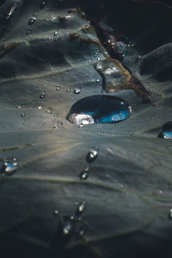 Big drop on a leaf cabbage stock photo. Image of lilac - 191539570