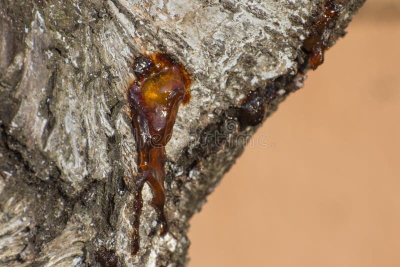 A Big Drop of Resin Flows Down the Fruit Tree. Garden Tree Care Stock ...