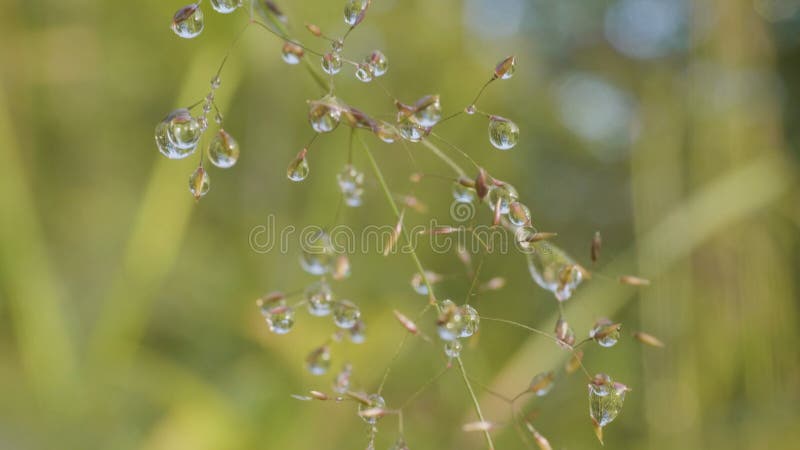 Big Drops of Dew on a Grass. Big Water Drops on a Grass Stock Image ...
