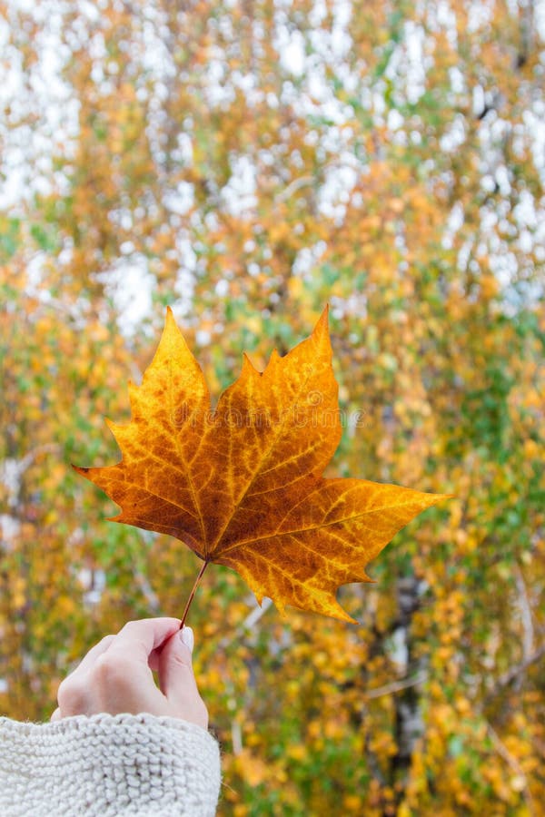 Big Dry Autumn Leaf in Girl`s Hand Stock Image - Image of fall, brown ...