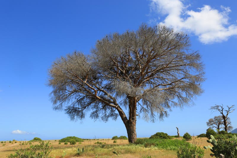 Big Dry Dead Pine Tree on Meadow Stock Image - Image of countryside ...