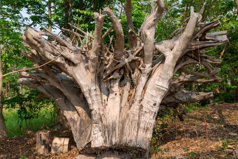 730 Dead Tree Big Roots Stock Photos - Free & Royalty-Free Stock Photos ...