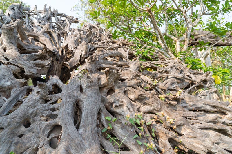730 Dead Tree Big Roots Stock Photos - Free & Royalty-Free Stock Photos ...