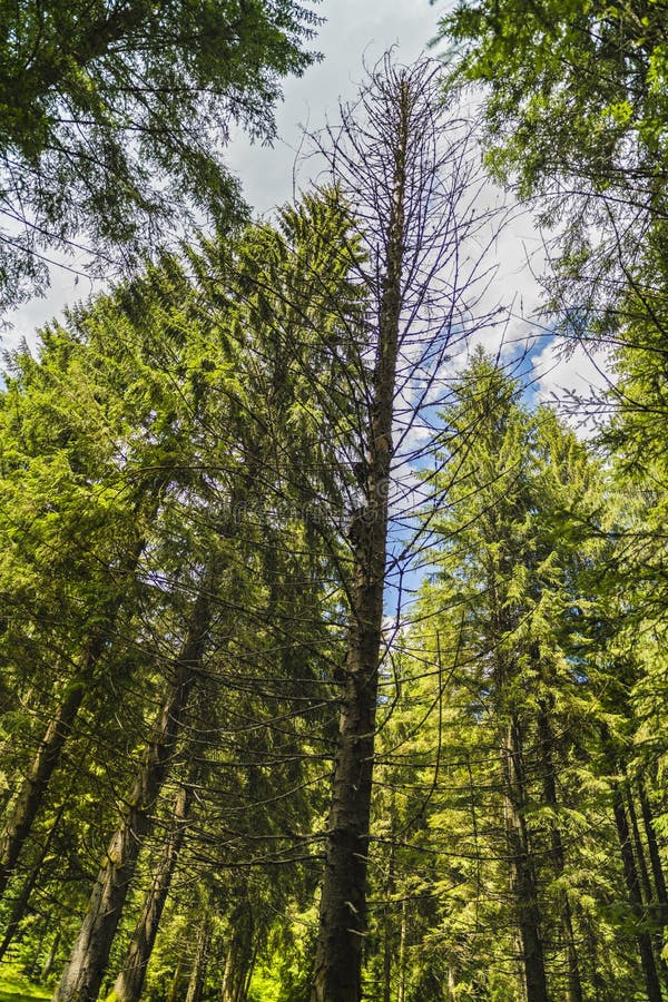 Big and dry fir tree stock image. Image of vegetation - 95895329