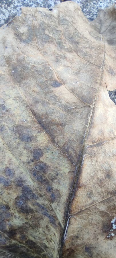 Big Dry Leaf Background stock photo. Image of nature - 240239776