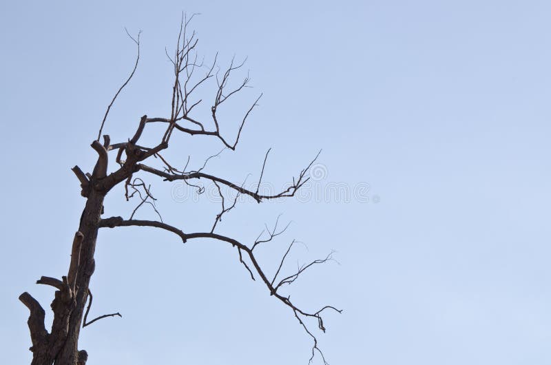 Big Dry Tree Against Beautiful Stock Photo - Image of brown, ominous ...