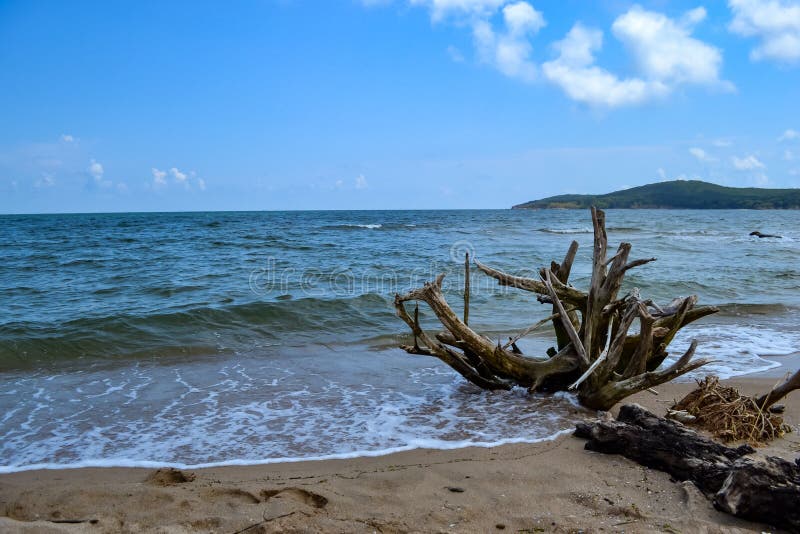 Big Dry Tree Branches on the Shore of a Beach in Bulgaria Stock Image ...