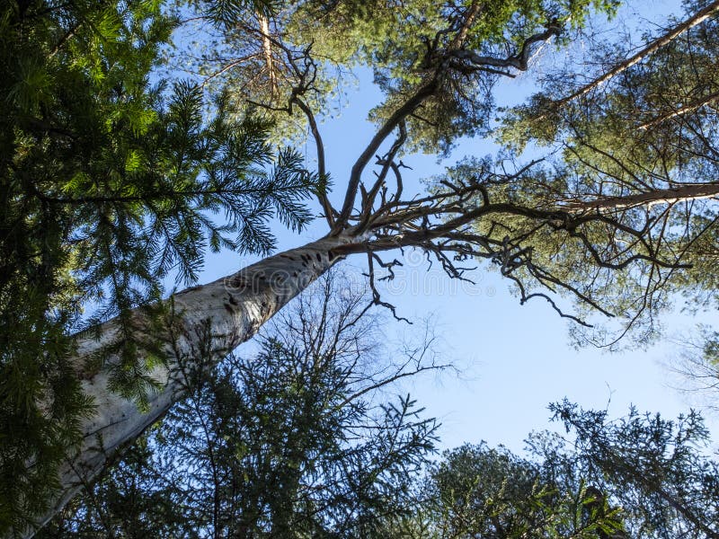 Big Dry Tree and Tree Tops on Blue Sky Background. Stock Image - Image ...