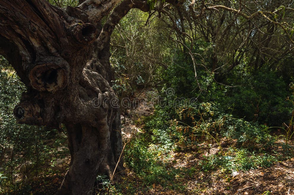 Big dry tree stock photo. Image of leaf, outdoor, rural - 182620896