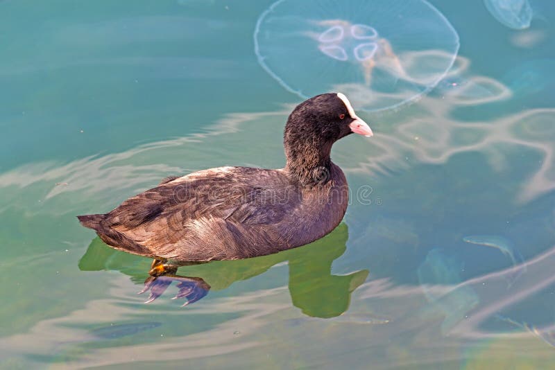 Duck float in water stock image. Image of river, bird - 262842535