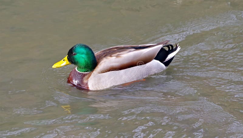 Ducks float in water stock photo. Image of beak, bill - 109077862
