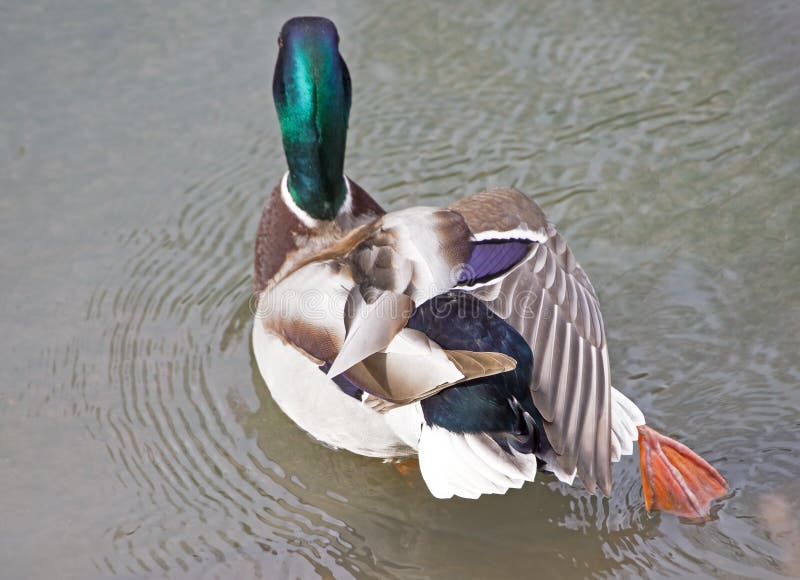 Ducks float in water stock image. Image of head, wild - 111138331