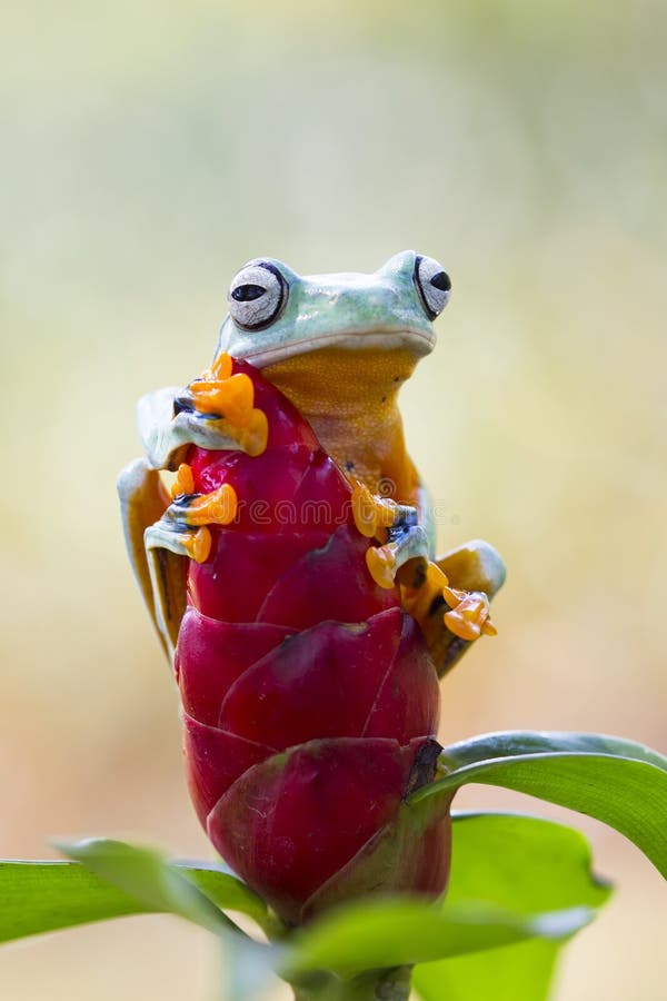 Tree Frog, Flying Frog, Javan Tree Frog Stock Photo - Image of ...