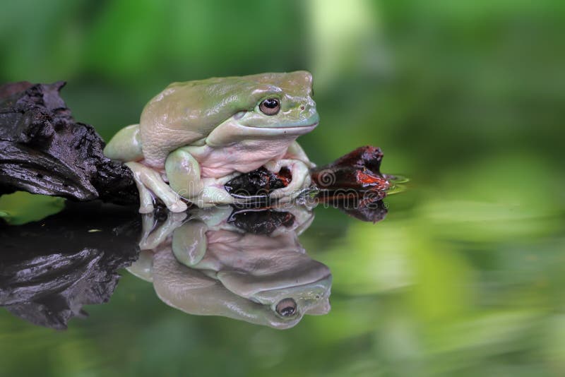 The Dumpy Frog with Big Muscle To Catch the Frightened Mice Stock Photo ...