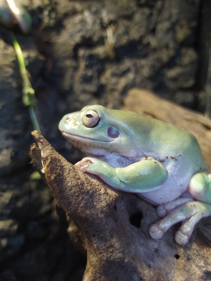 Dumpy Frog, Posing from the Front Stock Image - Image of frogposing ...