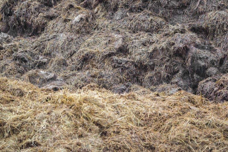 A big dung heap on a farm stock photo. Image of environment - 111096012