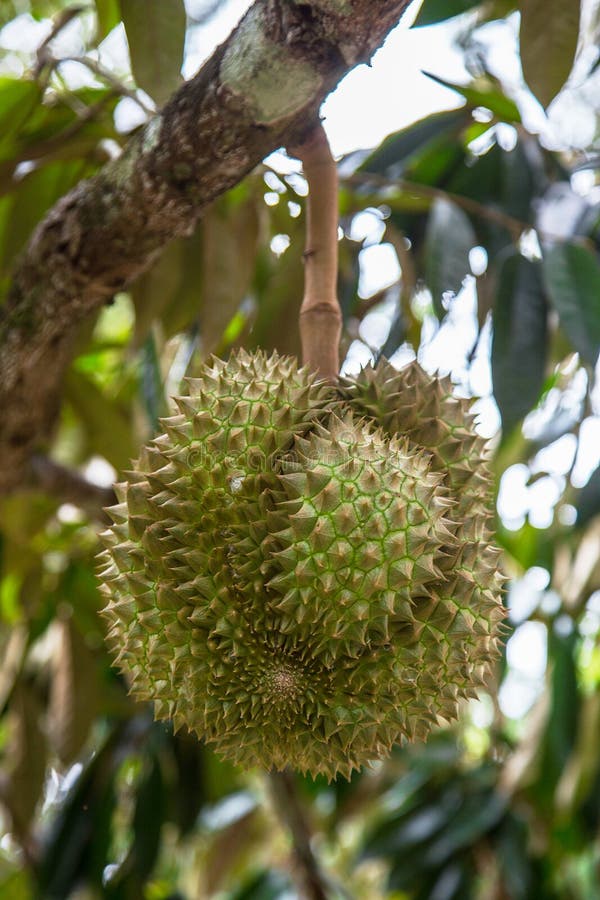 Durian in the garden stock image. Image of raining, fruits - 73069297