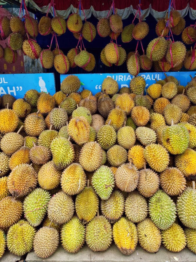 608 Big Durian Stock Photos - Free & Royalty-Free Stock Photos from ...