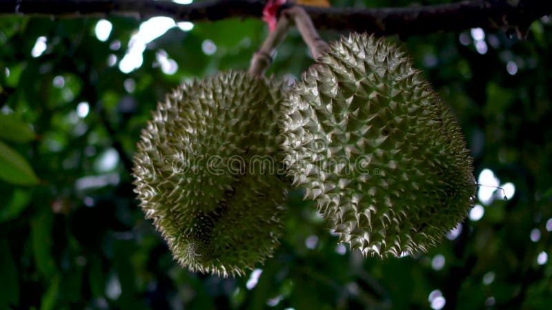 Durian on the tree stock video. Video of food, tropical - 190122395