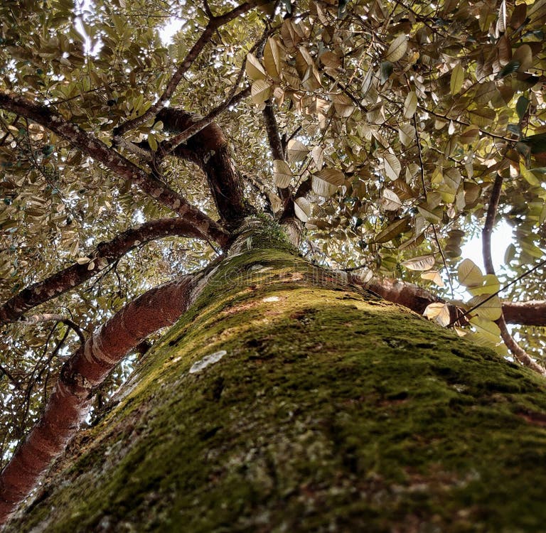 Big Durian Tree in the Forest Stock Photo - Image of durian, tree ...
