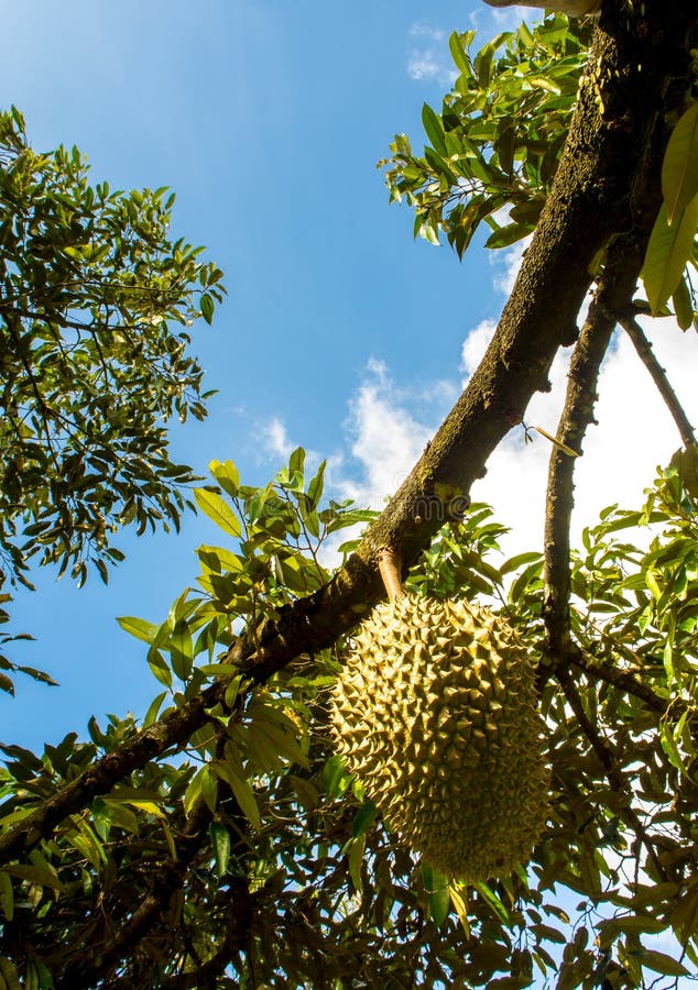Big Durian on the Tree Orchard Stock Photo - Image of asian, asia: 97339456
