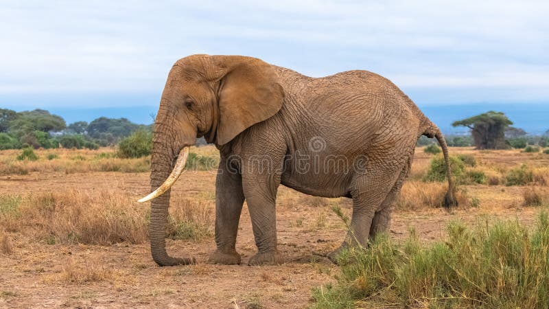 Big dusty elephant stock image. Image of feet, folds - 157275229